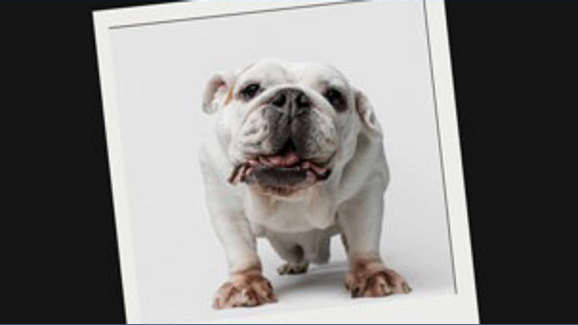 Wanted: Your perfectly imperfect pup!