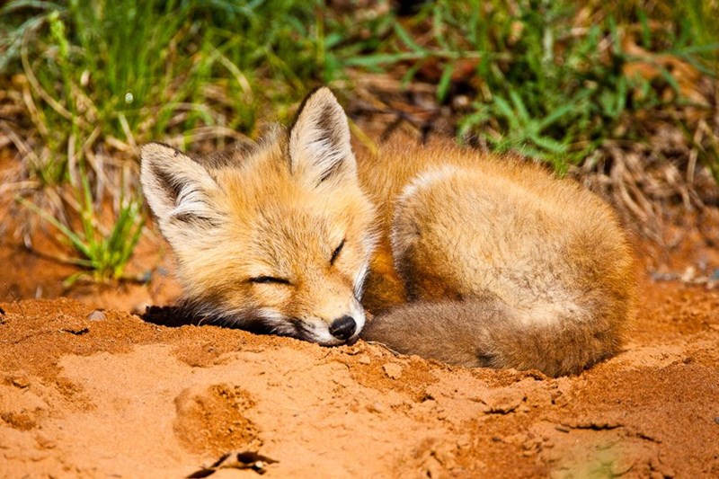 26 itty bitty cute baby animals to bring a smile to your face (March 22 ...