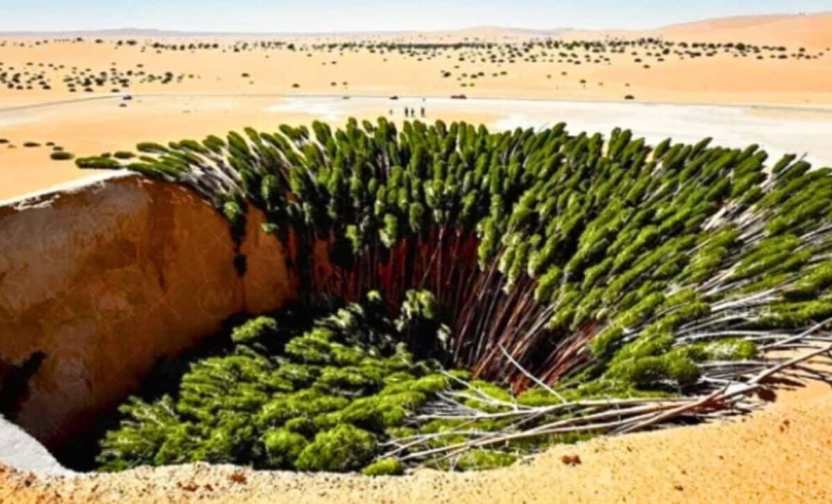 China tried to block the Gobi Desert with millions of trees, only to ...