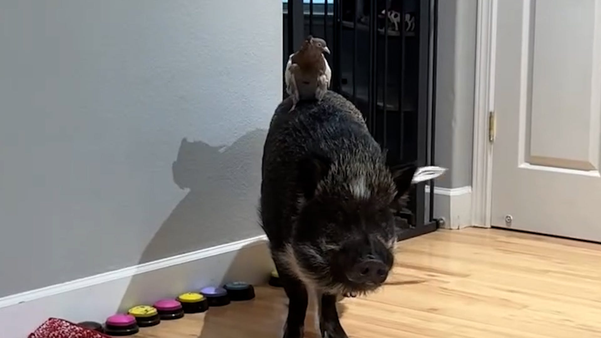 Merlin the talking pig charms with his button skills and big personality