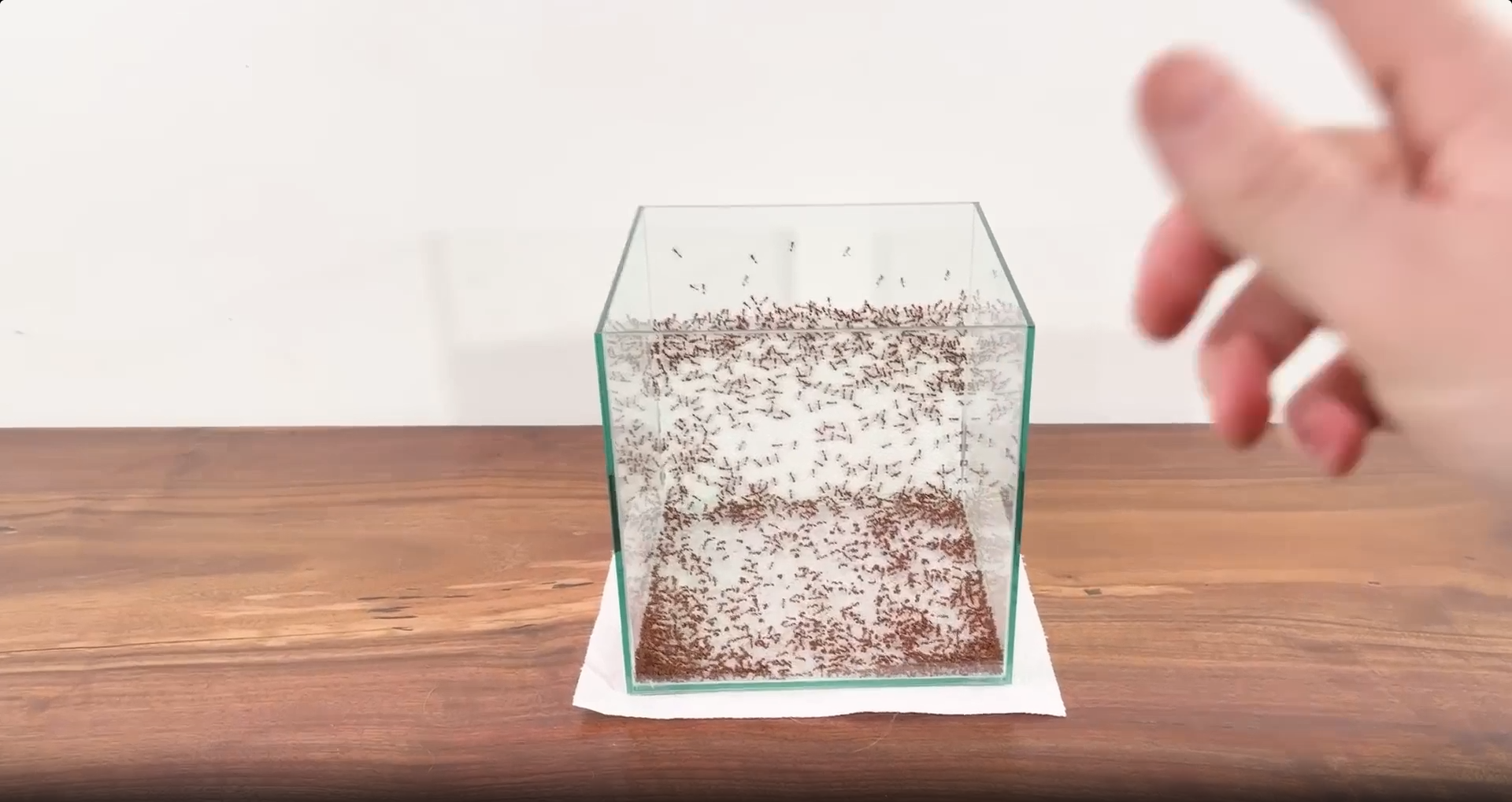 1,000 ants vs. natural disasters