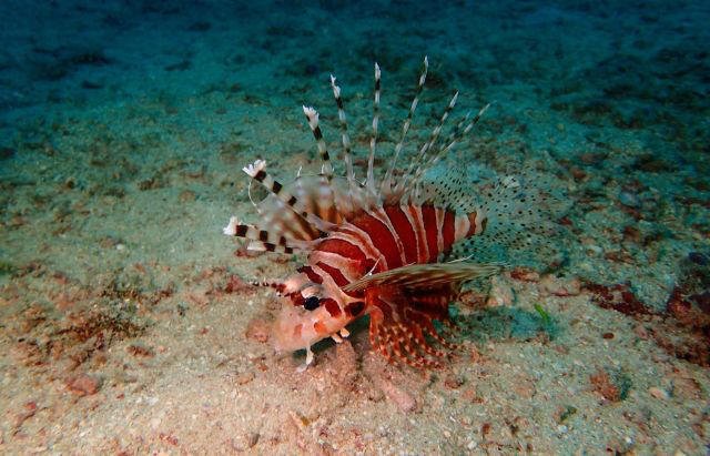 Experts baffled by 'perfect' invasive predator dominating state's coast ...