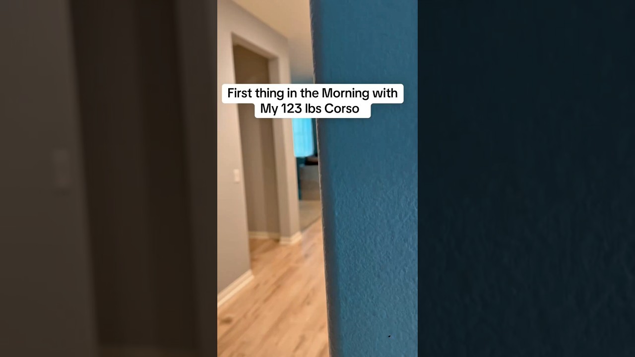 Naughty giant dog forced to sleep in his kennel after stealing food