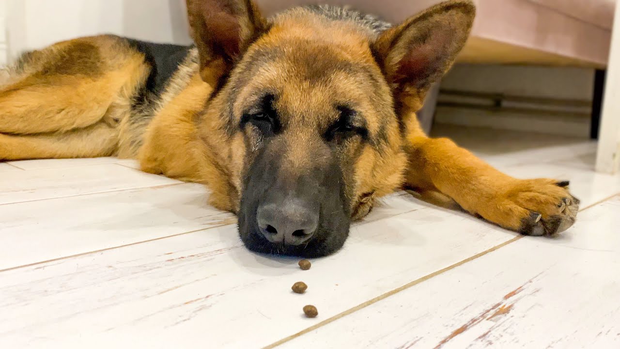 What It Takes to Wake Up a German Shepherd?