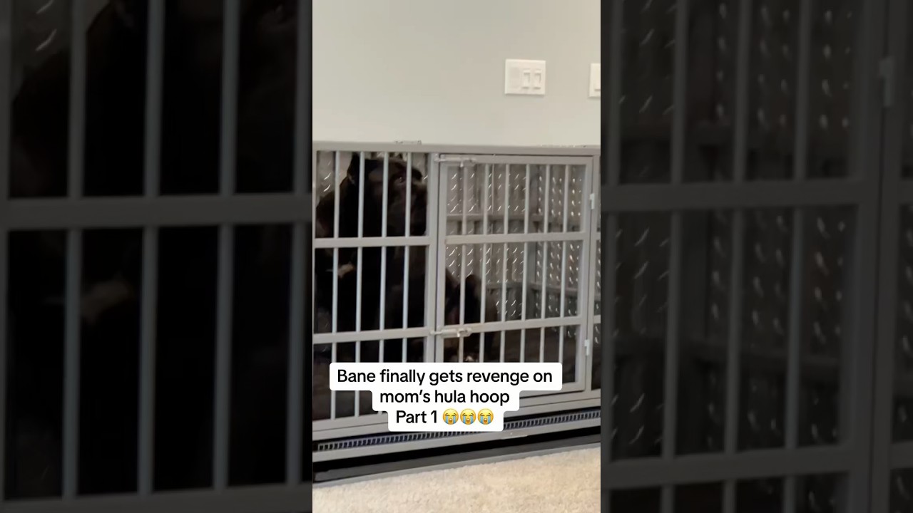 Massive dog attempts to join owner during daily workout