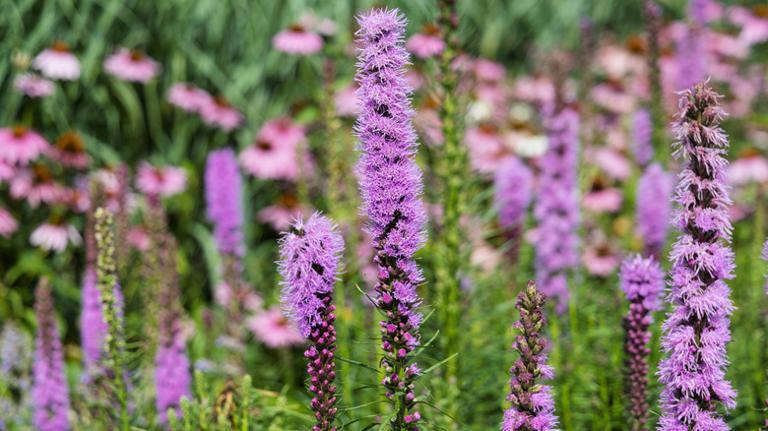 This easy-to-grow purple flower attracts butterflies & practically ...