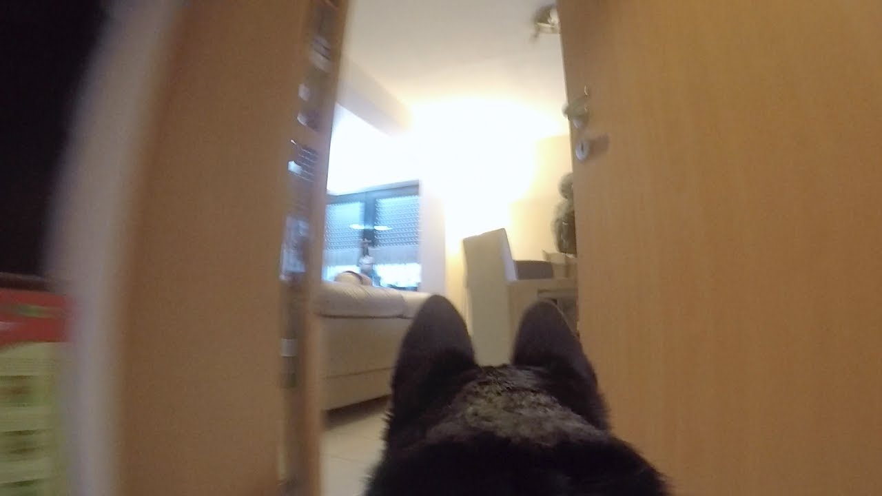 Unseren Hund mit GoPro-Kamera alleine zuhause gelassen! | Kelvin und Marvin