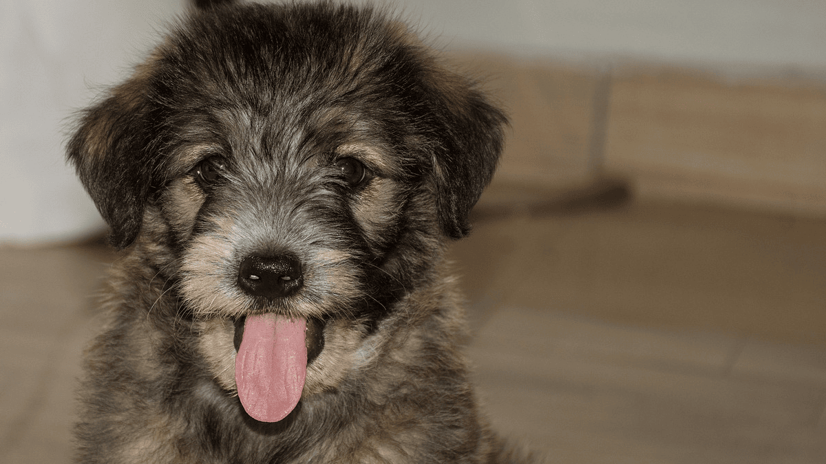 10 habits of your dog that can drive any owner crazy (even though for ...