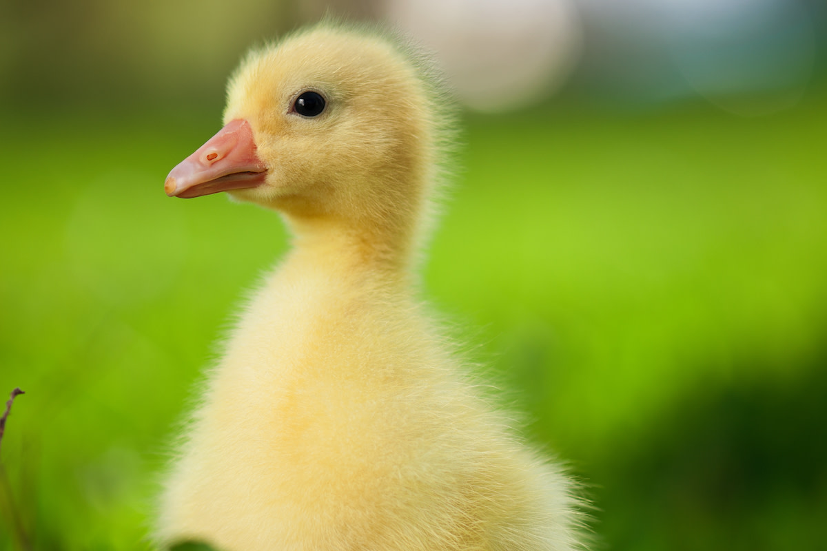 Baby goslings learning their names like puppies proves how smart these ...