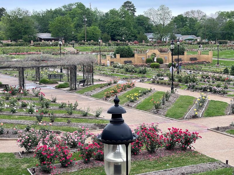 The Texas garden where thousands of roses bloom each spring