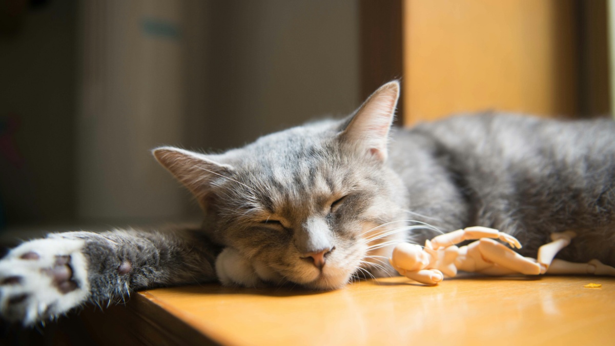 Moments that show cats can be easier to train than you think