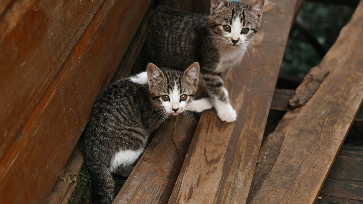 Subtle signs your cat may be suffering and trying to tell you