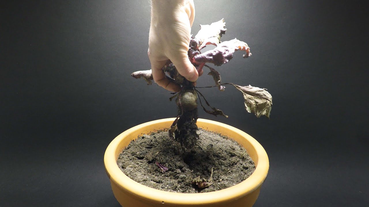 Watch beetroot grow in time lapse