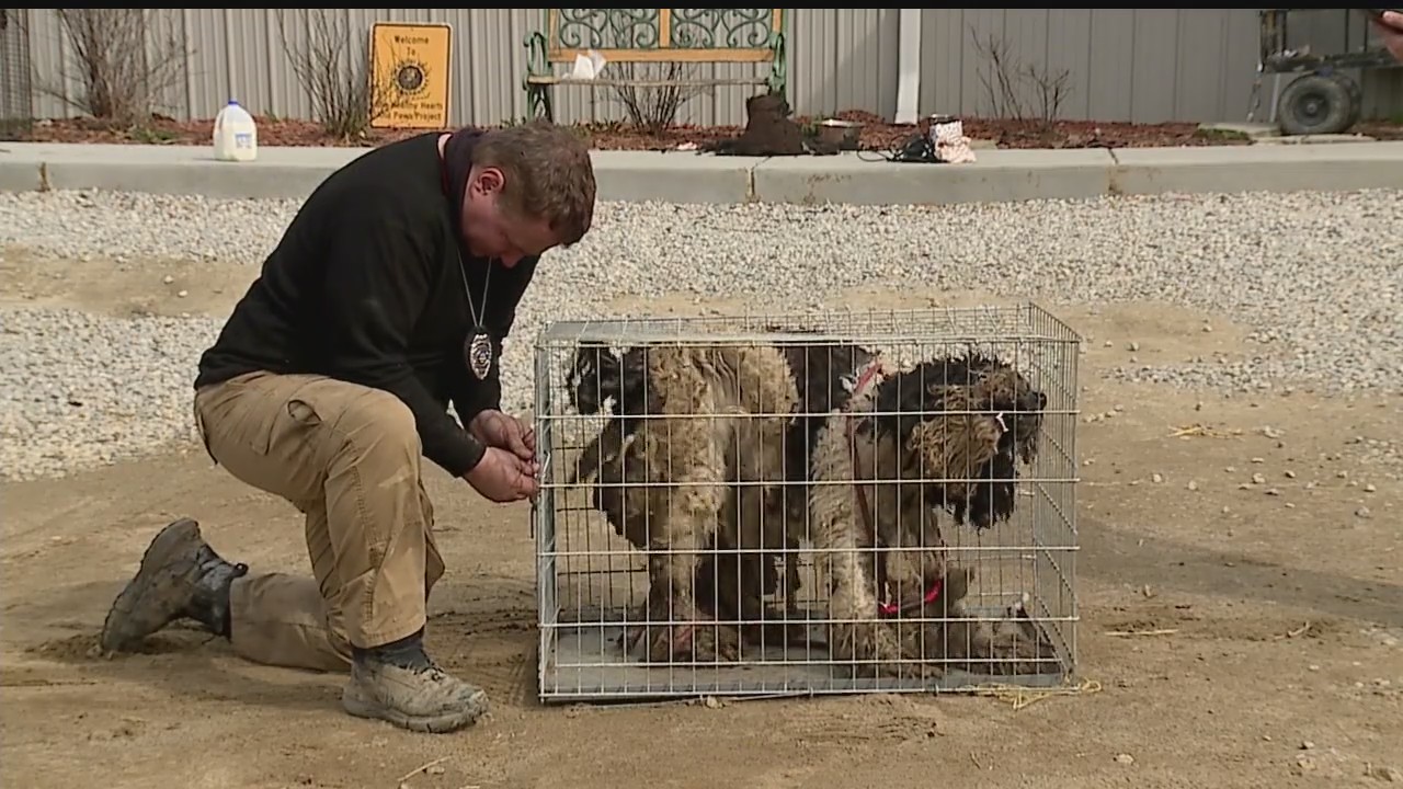 Humane agent: 30 dead dogs pulled from house fire