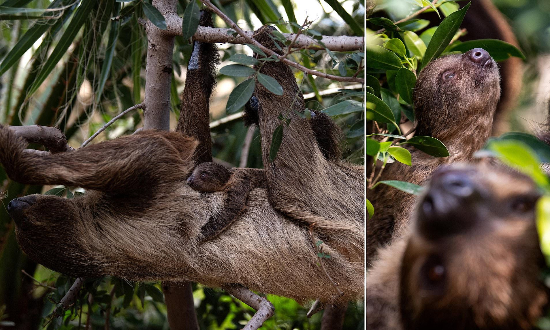 Just hanging out! Reina the two-toed sloth holds her newborn baby