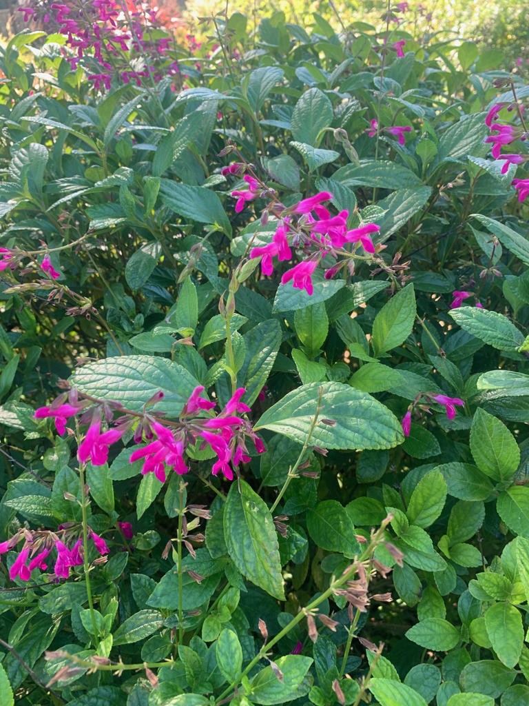 Tom Karwin, on gardening: Focusing on seasonal pruning of salvias