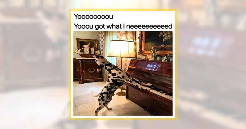 Pupper-powered happiness made of 24 precious dog memes