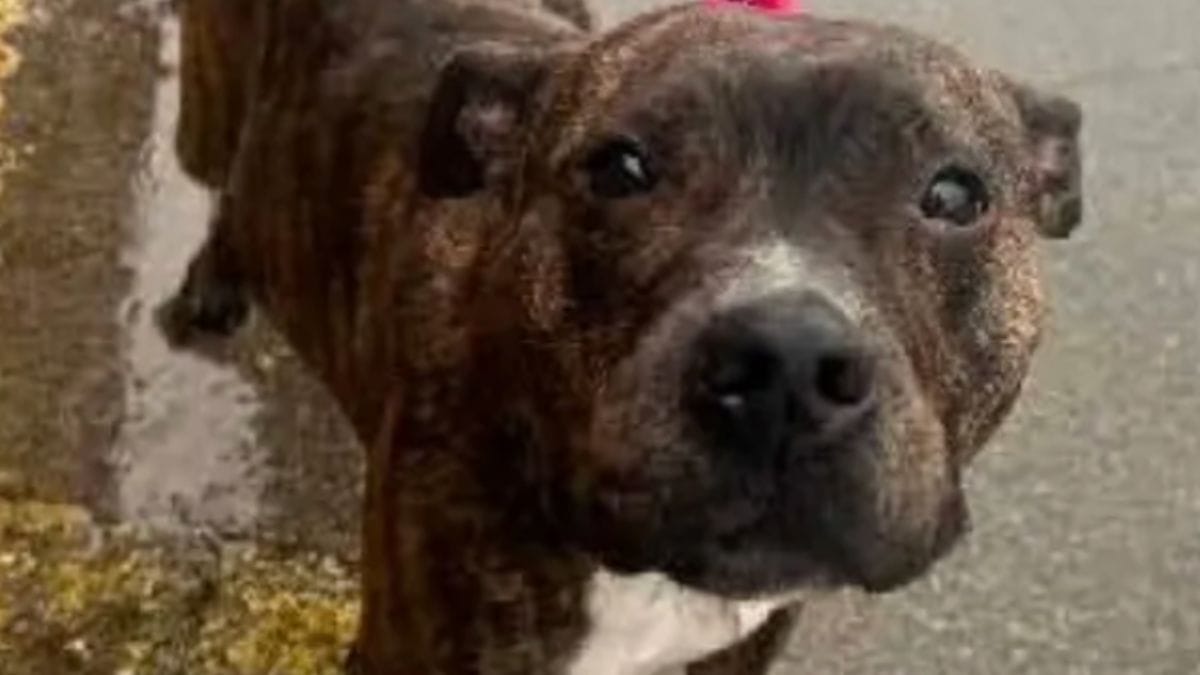 Abandoned dog found: Microchip discovery triggers a police investigation