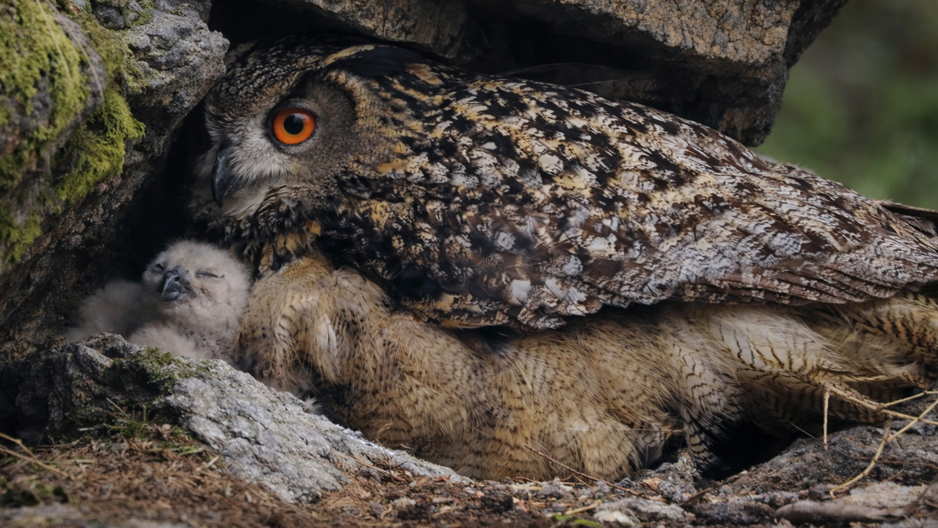 Unexpected owl family moment recorded by a hidden camera
