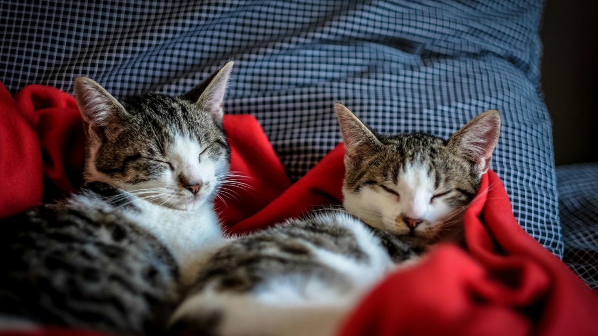 Moments that show cats can be easier to train than you think
