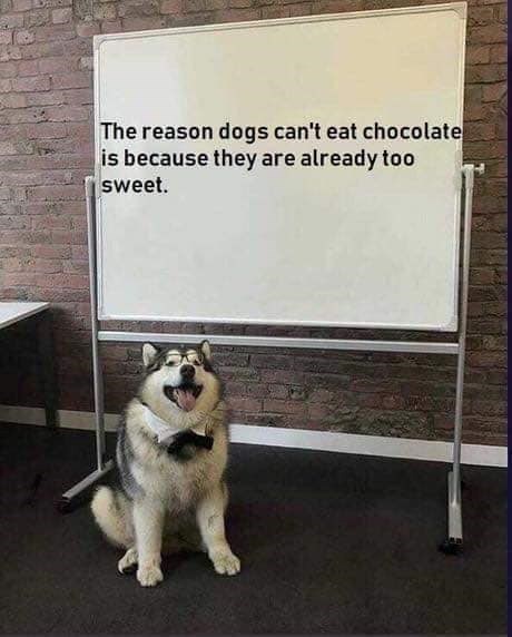 Pupper-powered happiness made of 24 precious dog memes