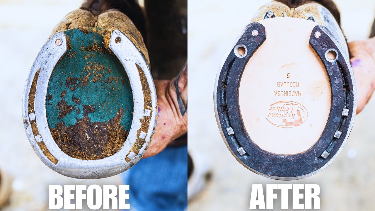 I can't get enough of this hoof makeover 🛠 ️