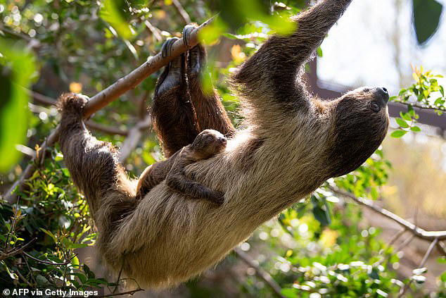 Just hanging out! Reina the two-toed sloth holds her newborn baby