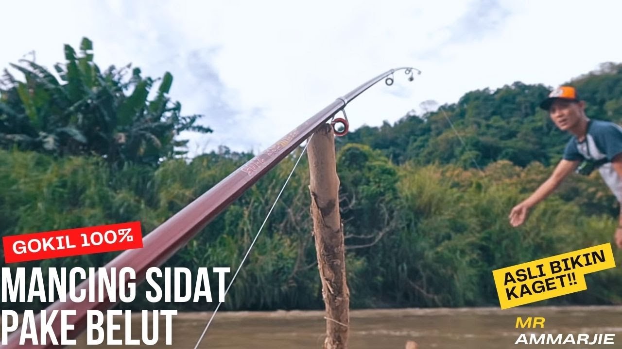 Mancing sidat pakai umpan belut, hasilnya luar biasa