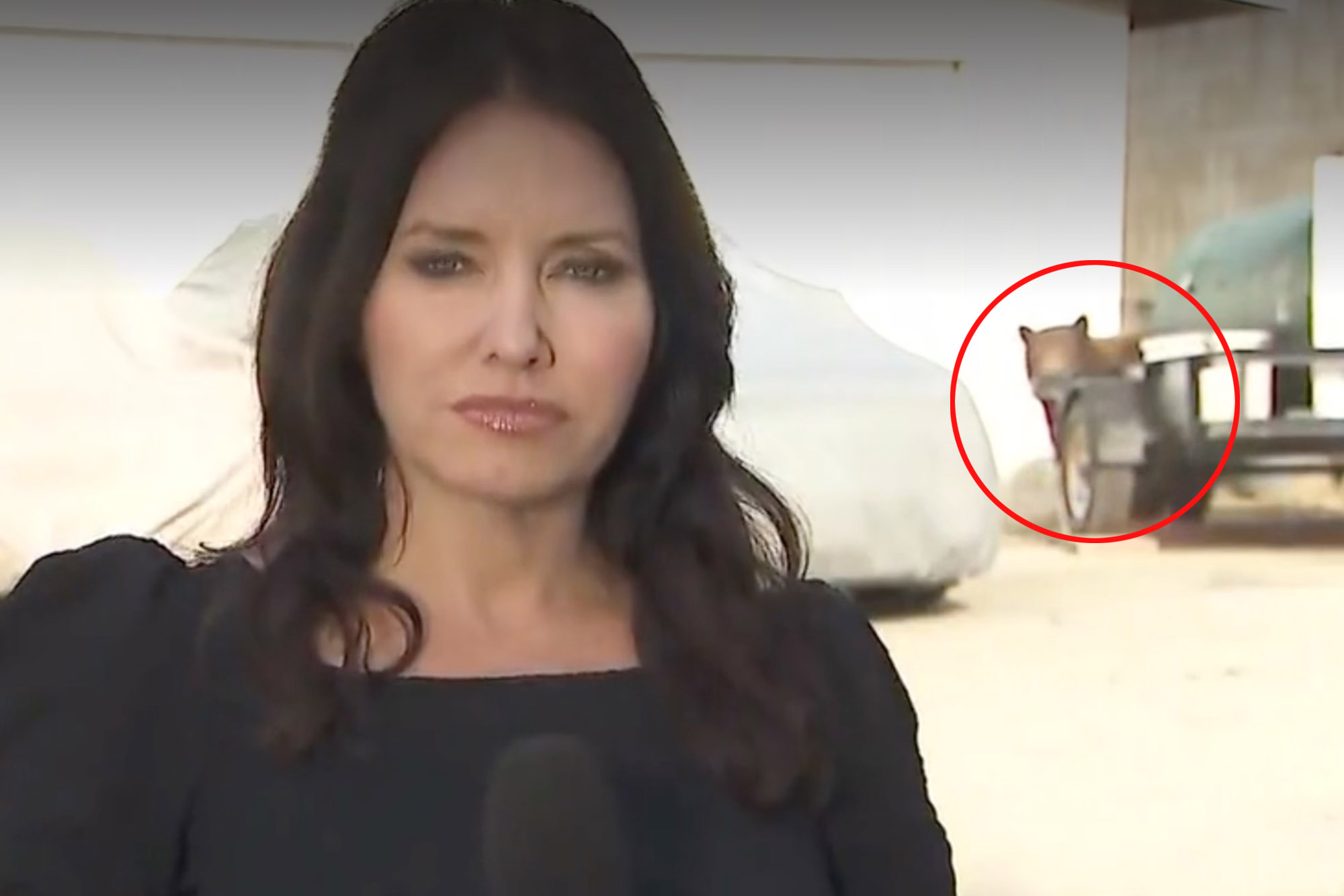 Bear with us: Reporter’s live shot interrupted by wild encounter in ...