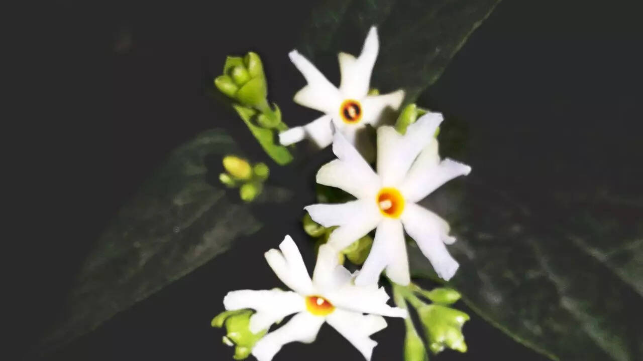 7 stunning flowers that bloom at night and fill gardens with aroma