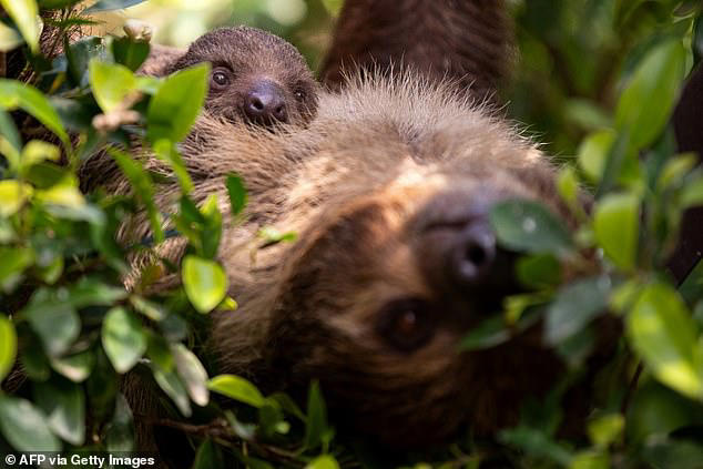 Just hanging out! Reina the two-toed sloth holds her newborn baby