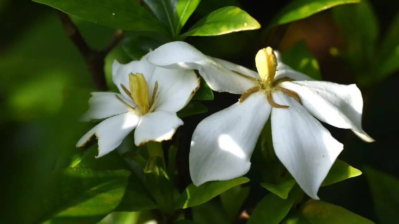 7 stunning flowers that bloom at night and fill gardens with aroma