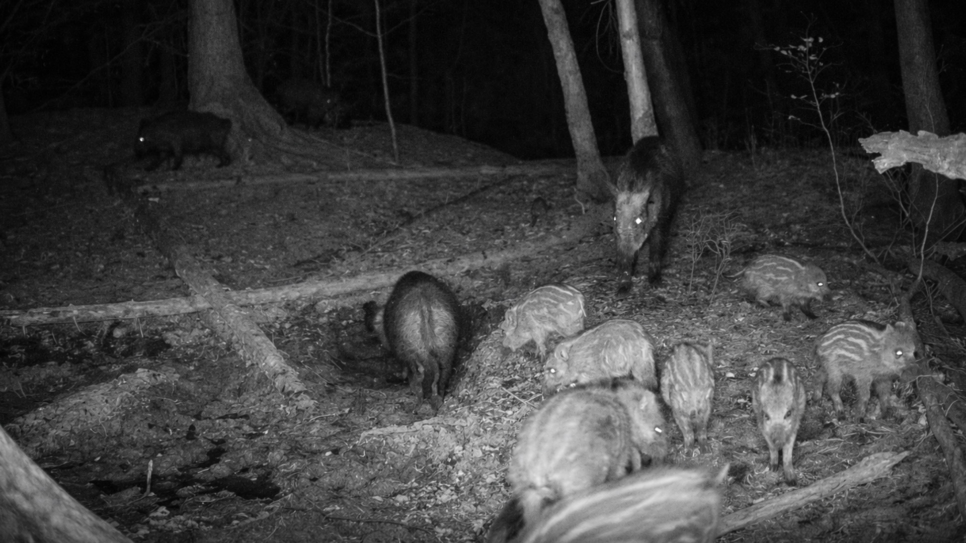Was eine Wildkamera nachts im Wald aufnahm