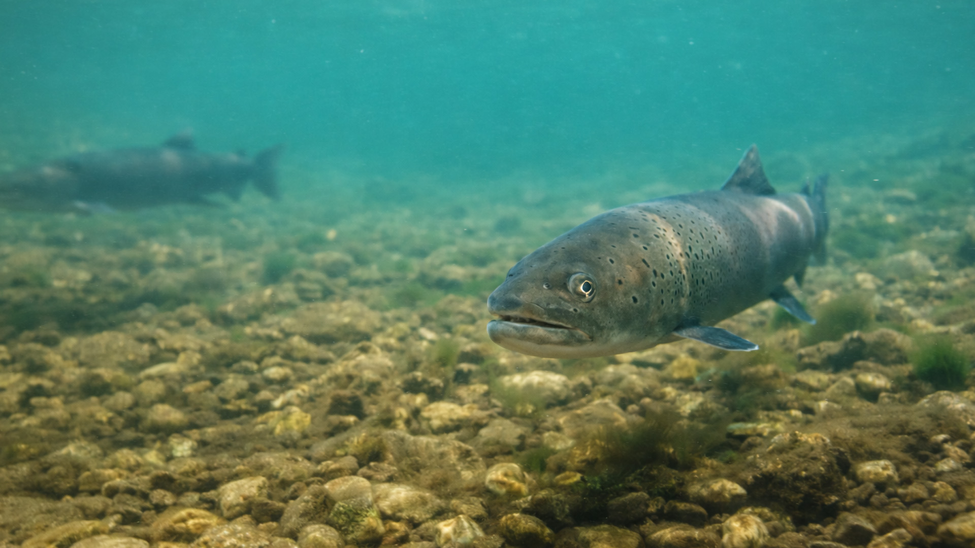Hidden camera reveals life beneath this rocky riverbed