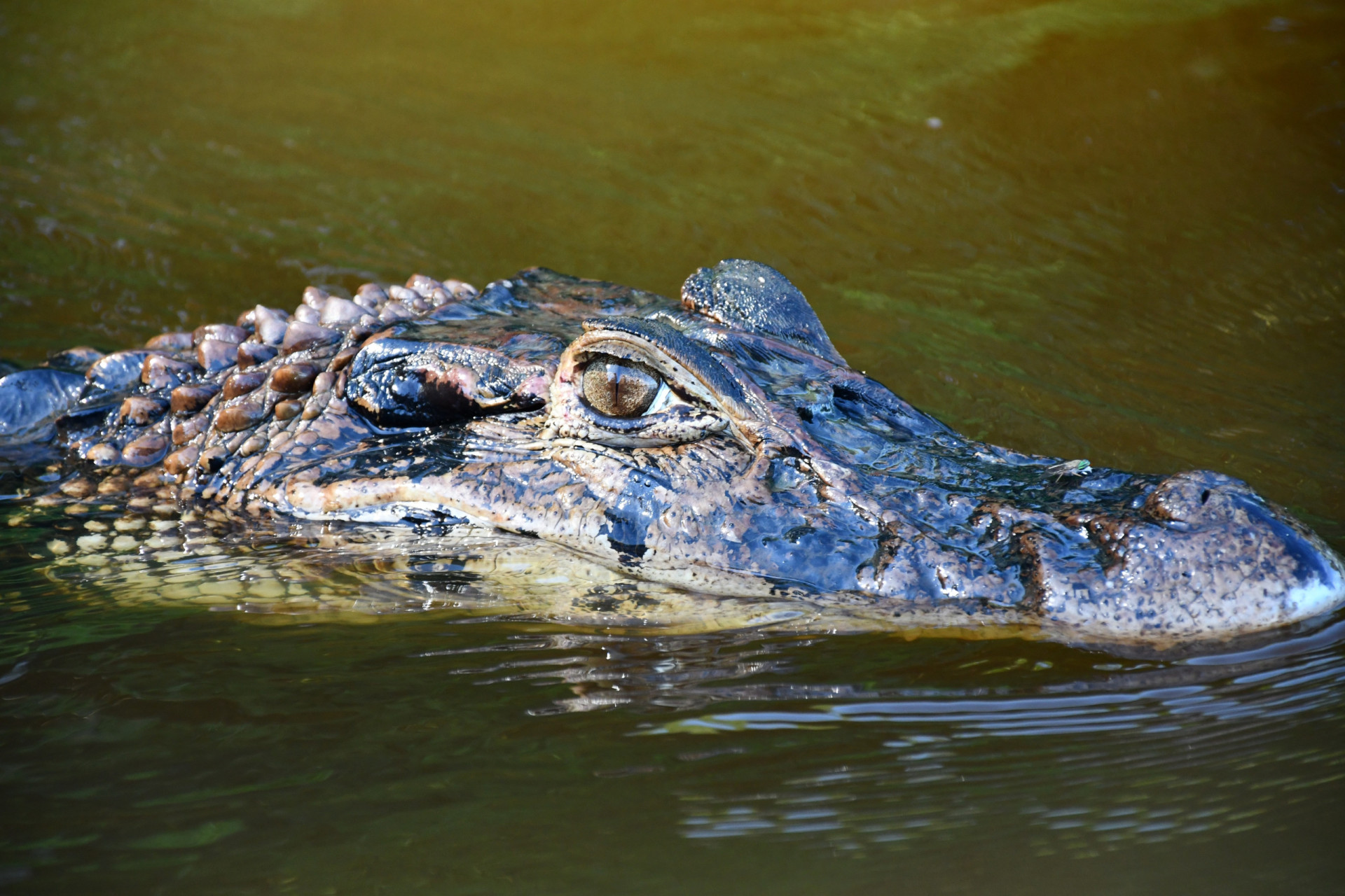 What are the most dangerous animals in the jungle?