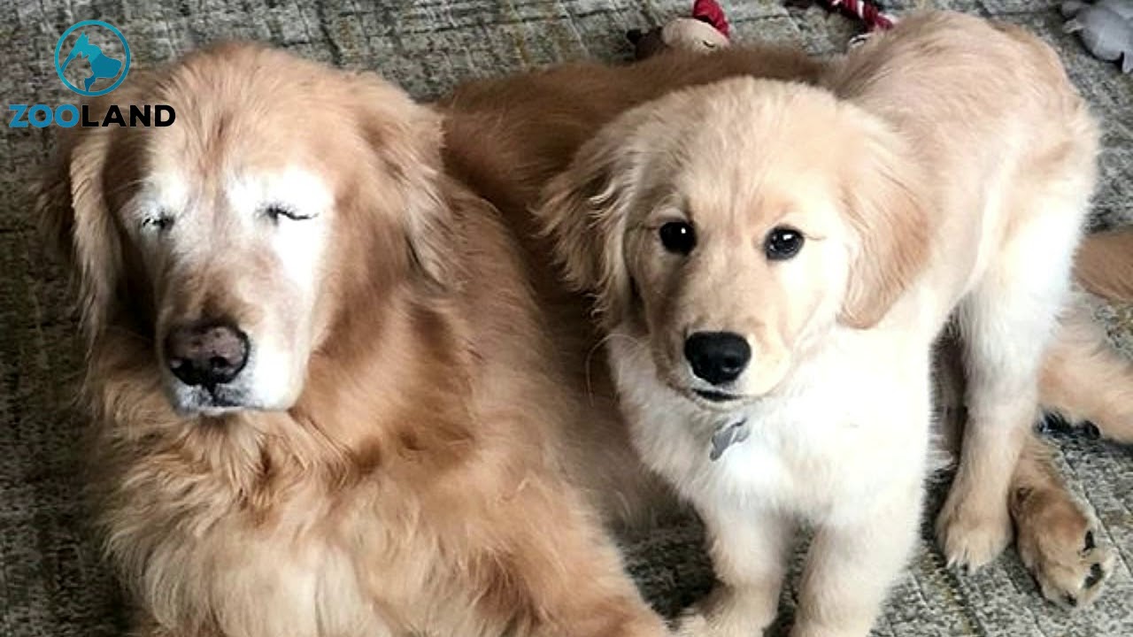 Blind golden retriever gets adorable seeing eye puppy