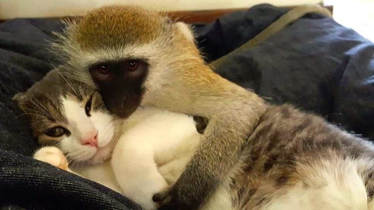 Horace the rescue monkey loves making friends with all kinds of animals