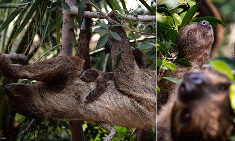 Just hanging out! Reina the two-toed sloth holds her newborn baby