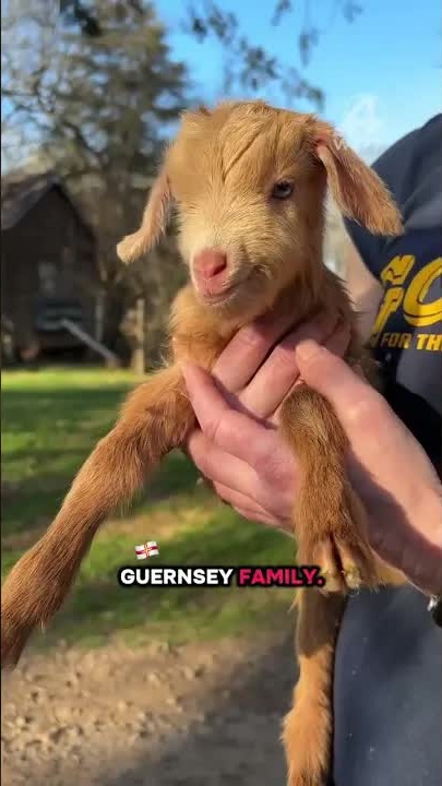 Recent 'royal delivery' at South Carolina farm is major step in ...
