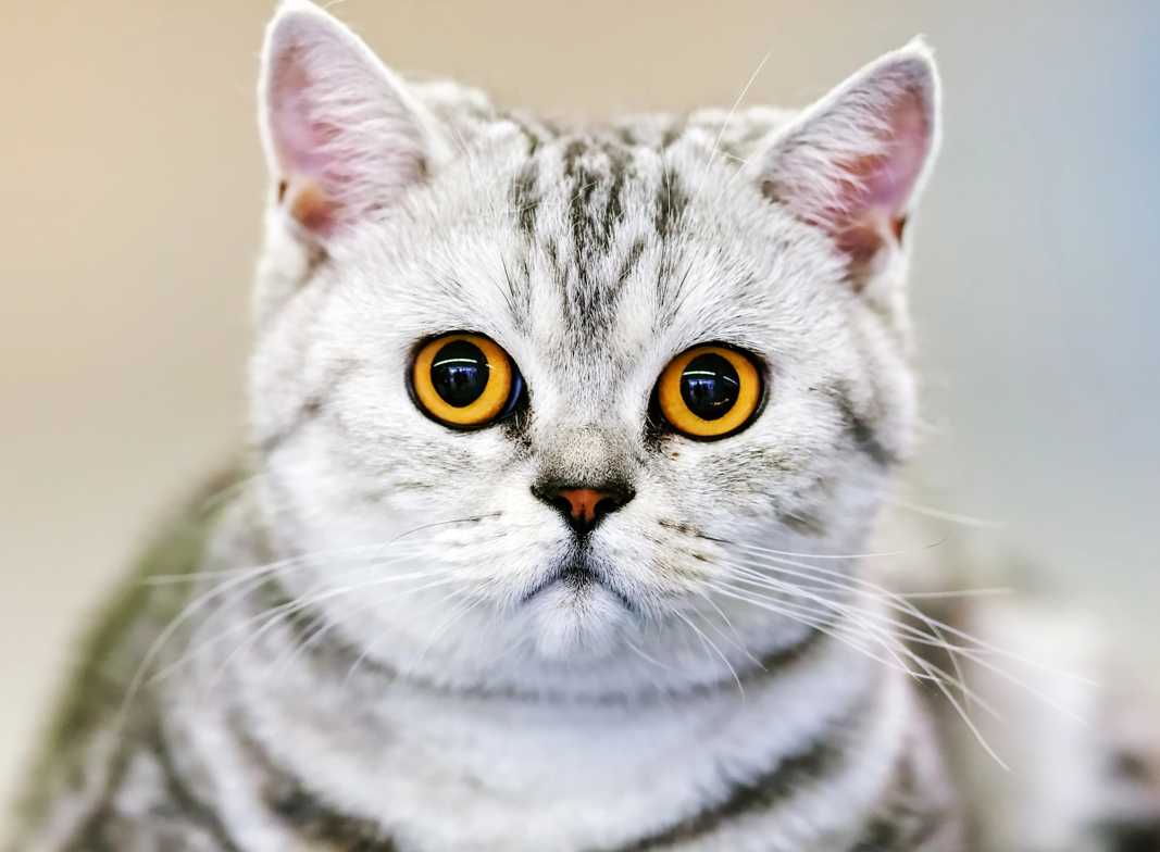 The most affectionate cat breeds