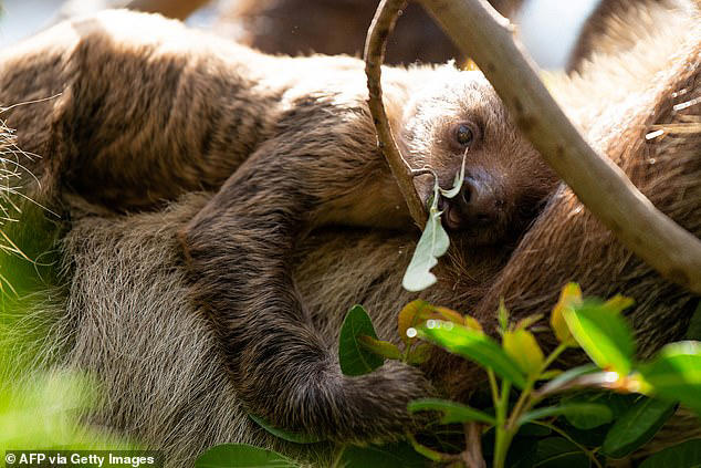 Just hanging out! Reina the two-toed sloth holds her newborn baby