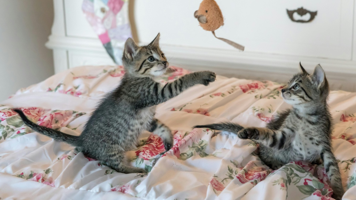 Expert tips to prevent laziness and sedentary habits in your cat