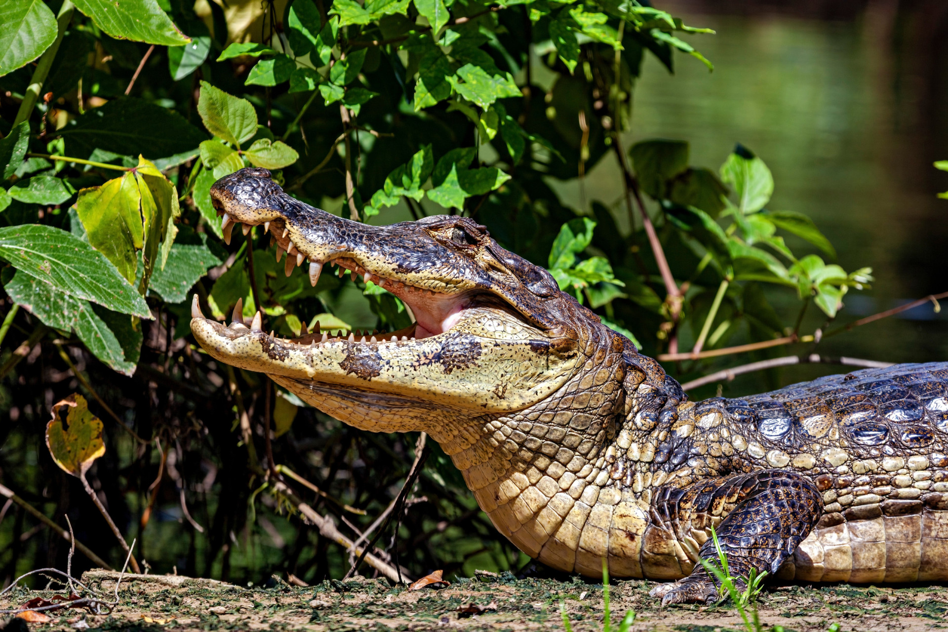 What are the most dangerous animals in the jungle?