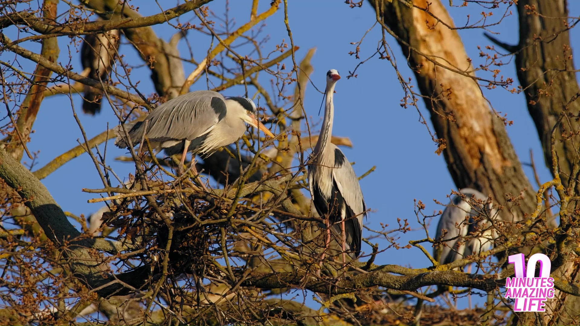 Blauwe reigers bewaken hun nest hoog in de boom