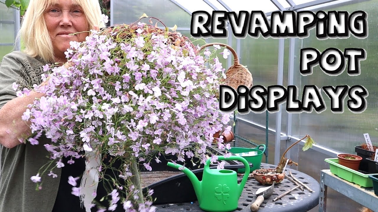 7 simple ideas to revamp pot displays with bedding plants