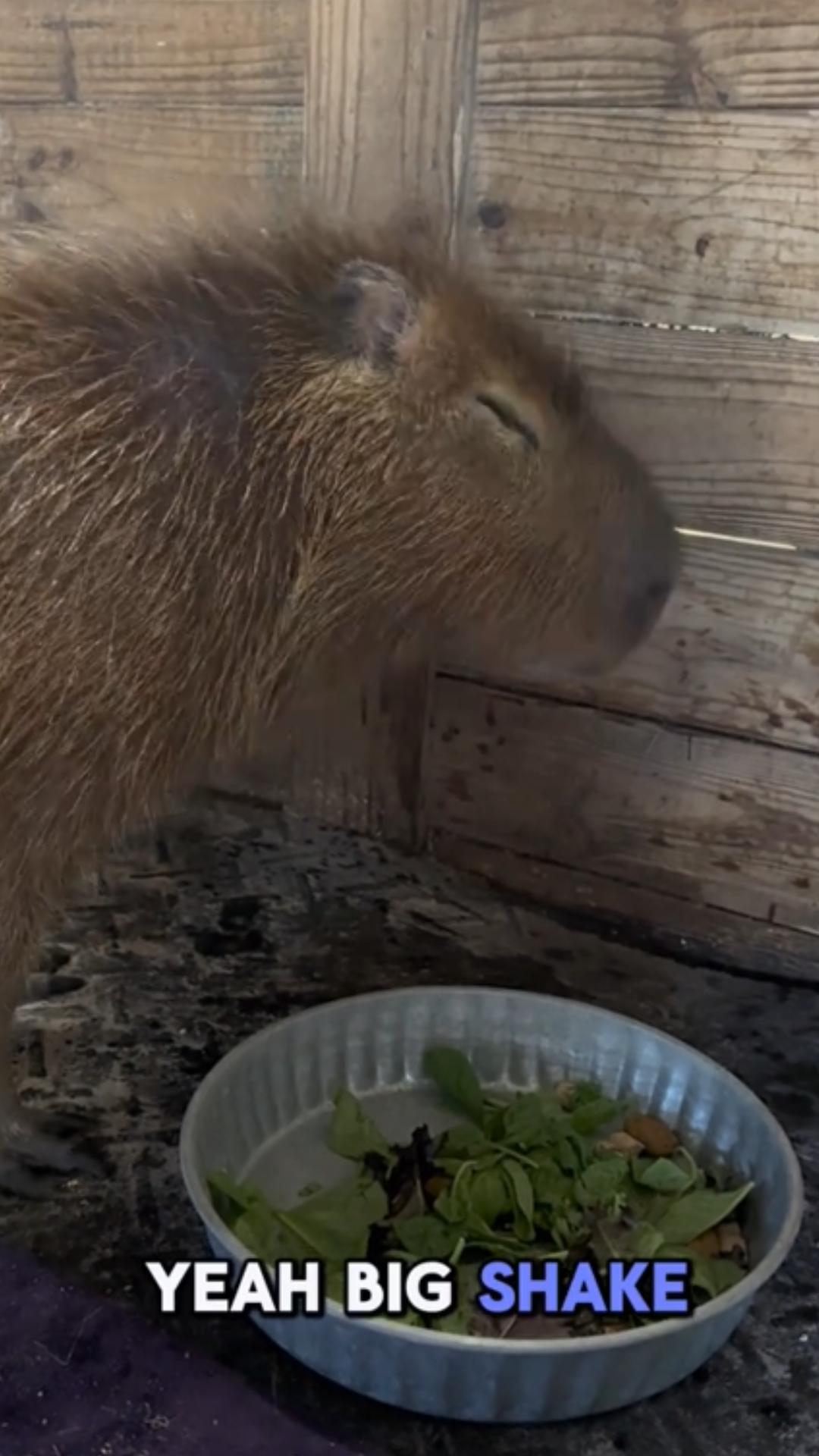 The capybara stall puzzle only observant fans notice