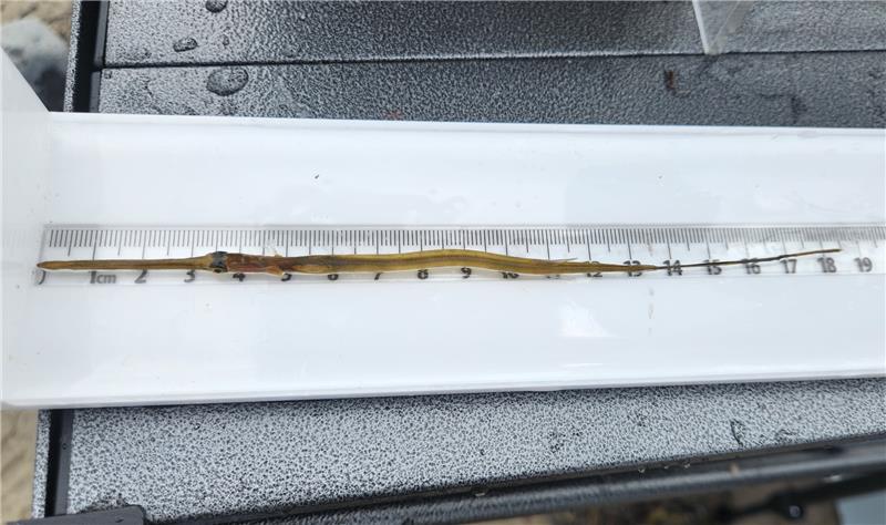 Tropical fish appearing more frequently in Nova Scotian waters ...