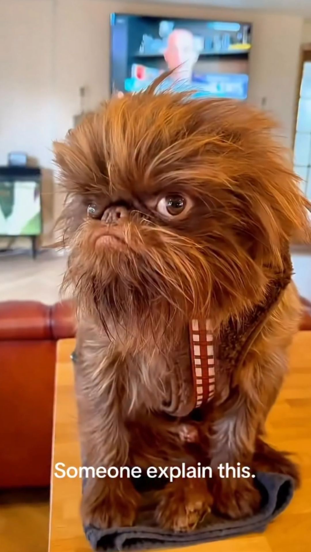 10 percent dog 90 percent Wookiee