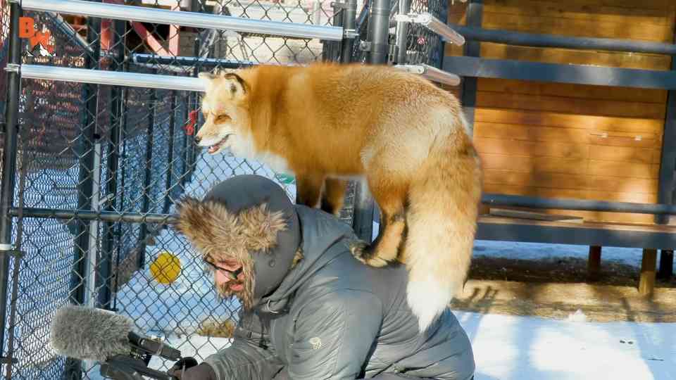 Coyote Peterson compares a coyote and a fox