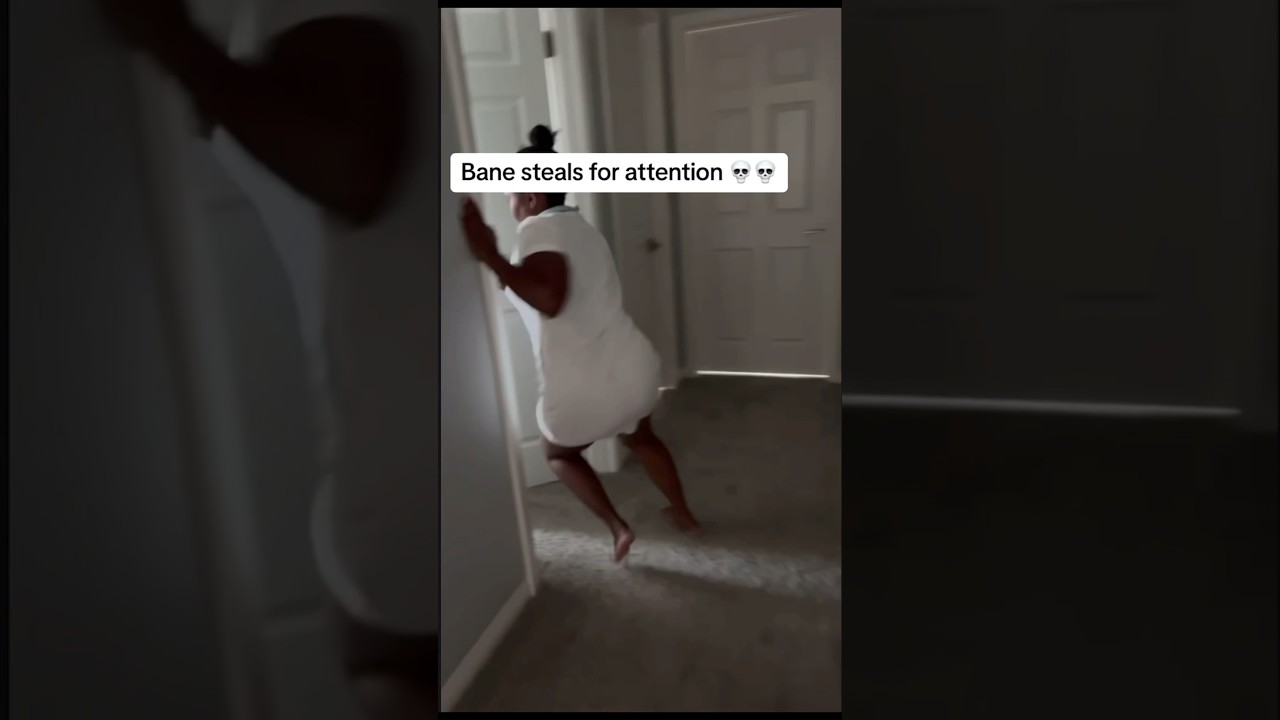 Cane corso’s behavior pushes his owner to the limit